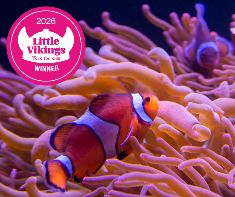 The Deep Named Yorkshire Coast's Best Family Attraction | Future Humber